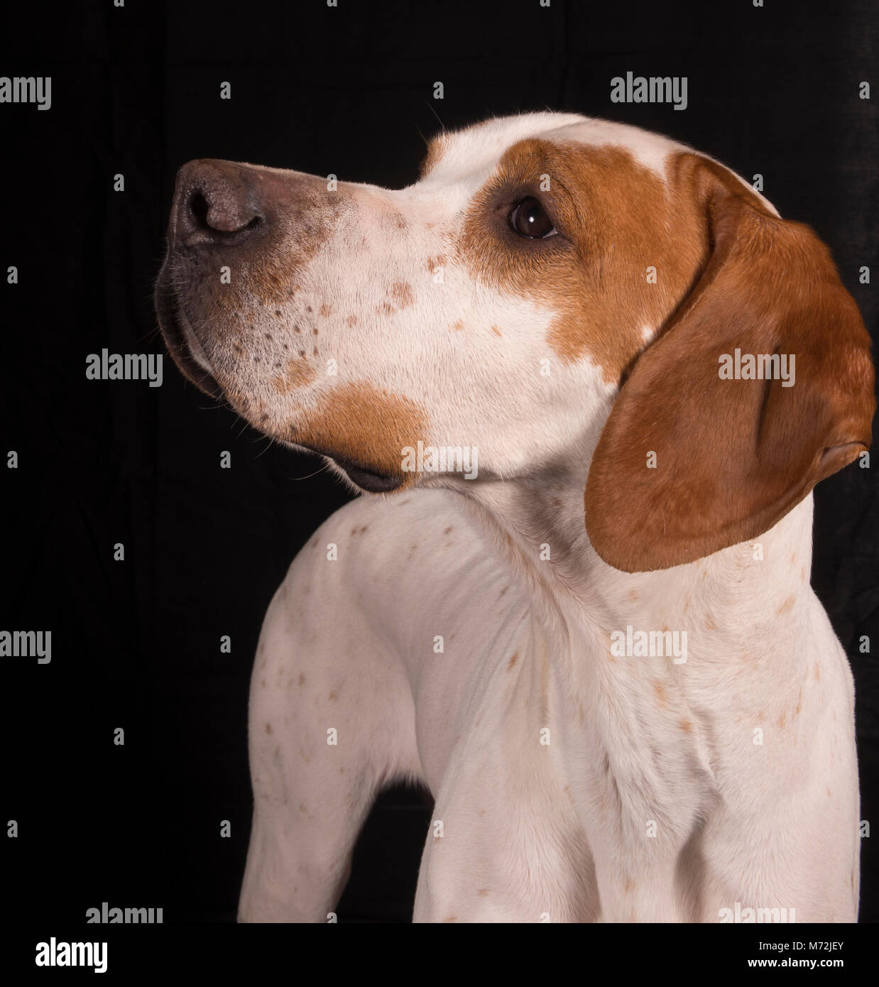 Studio portraits of an English Pointer Stock Photo - Alamy