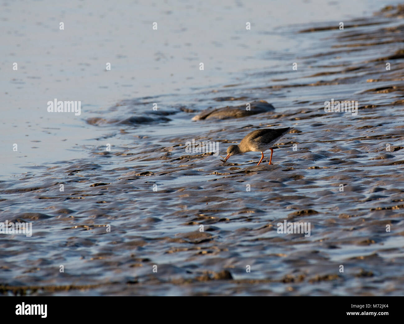 Tidal mudflats coast birds waders bird hi-res stock photography and ...