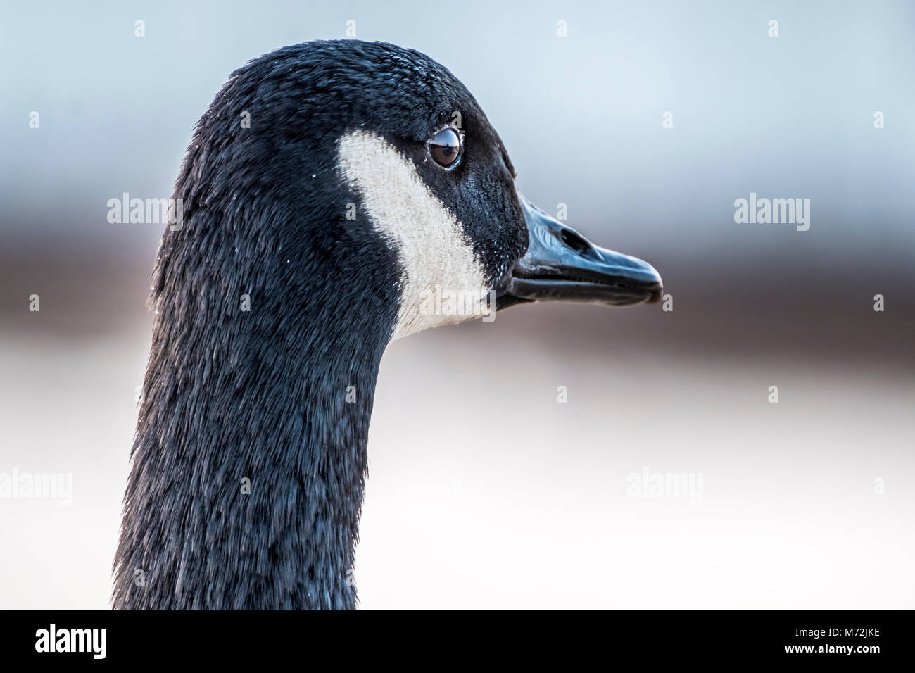 Wild goose in front of Castle Nymphenburg Palace in Munich, Germany ...