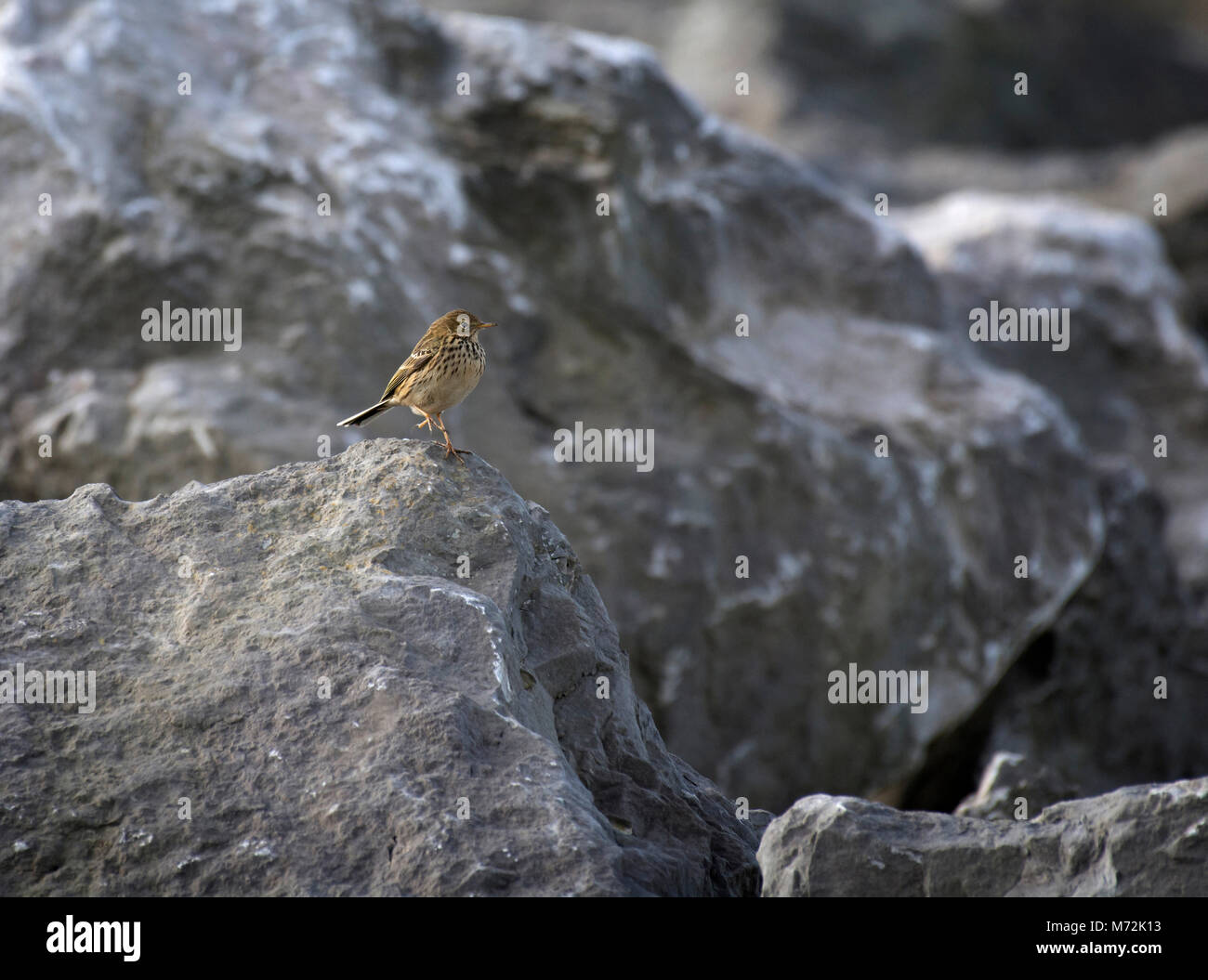 Rock pipits anthus petrosus hi-res stock photography and images - Alamy