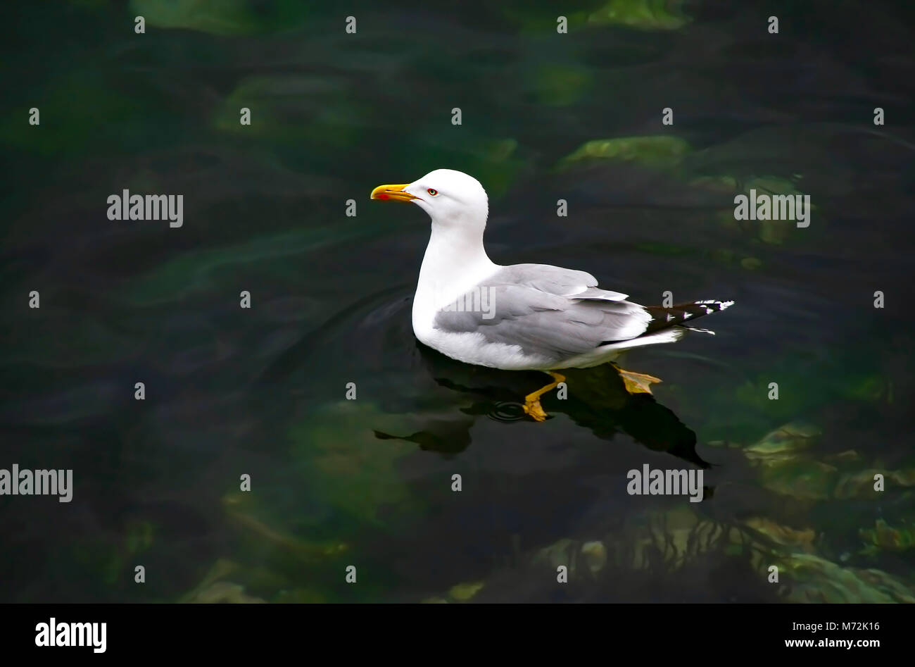 Seagul reflection on sea hi-res stock photography and images - Alamy