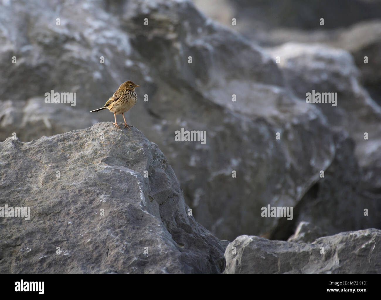 Rock Pipit, Anthus petrosus, single bird on rock, in Morecambe Bay ...