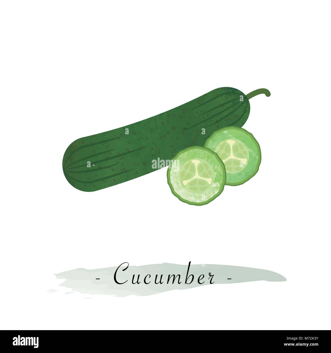Colorful watercolor texture vector healthy vegetable cucumber Stock ...