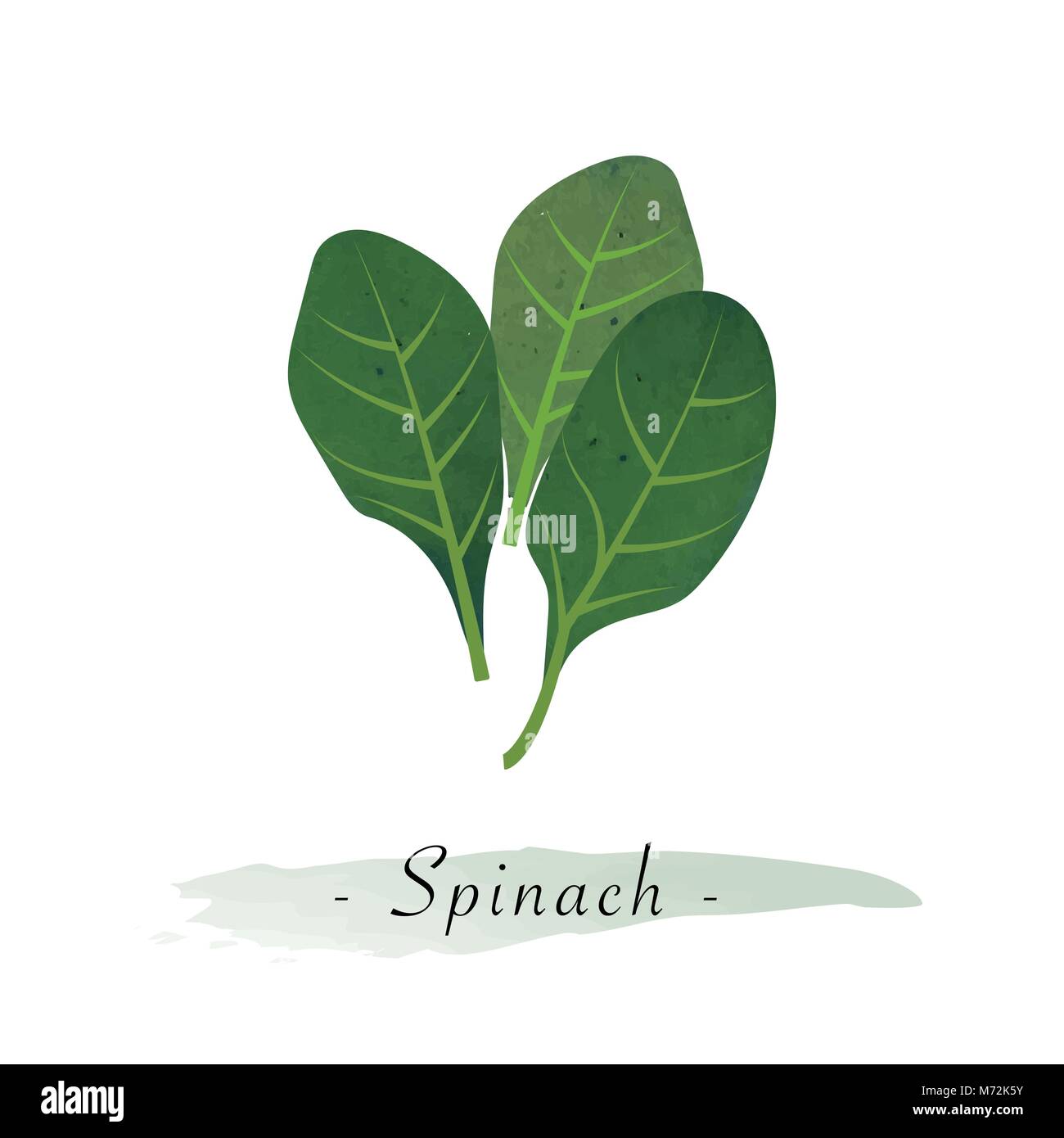 Colorful watercolor texture vector healthy vegetable spinach Stock ...