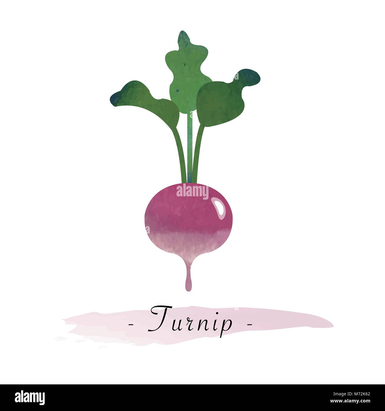 Colorful watercolor texture vector healthy vegetable turnip Stock ...