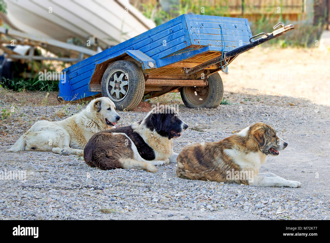 German shepherd guard dog growling hi-res stock photography and images ...