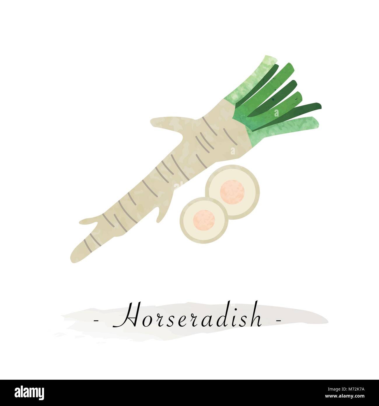Colorful watercolor texture vector healthy vegetable horseradish Stock ...