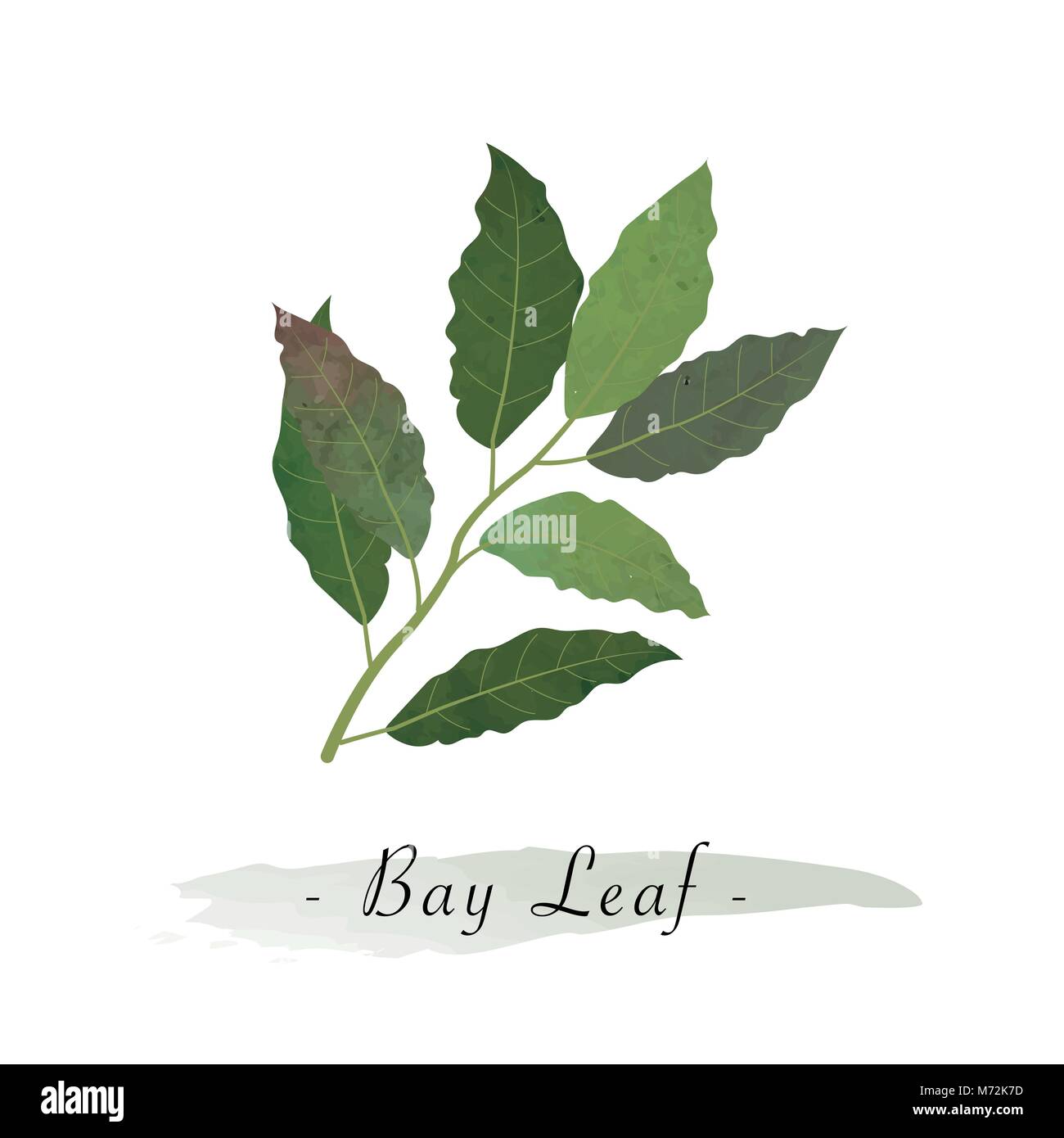 Colorful watercolor texture vector healthy vegetable bay leaf Stock ...