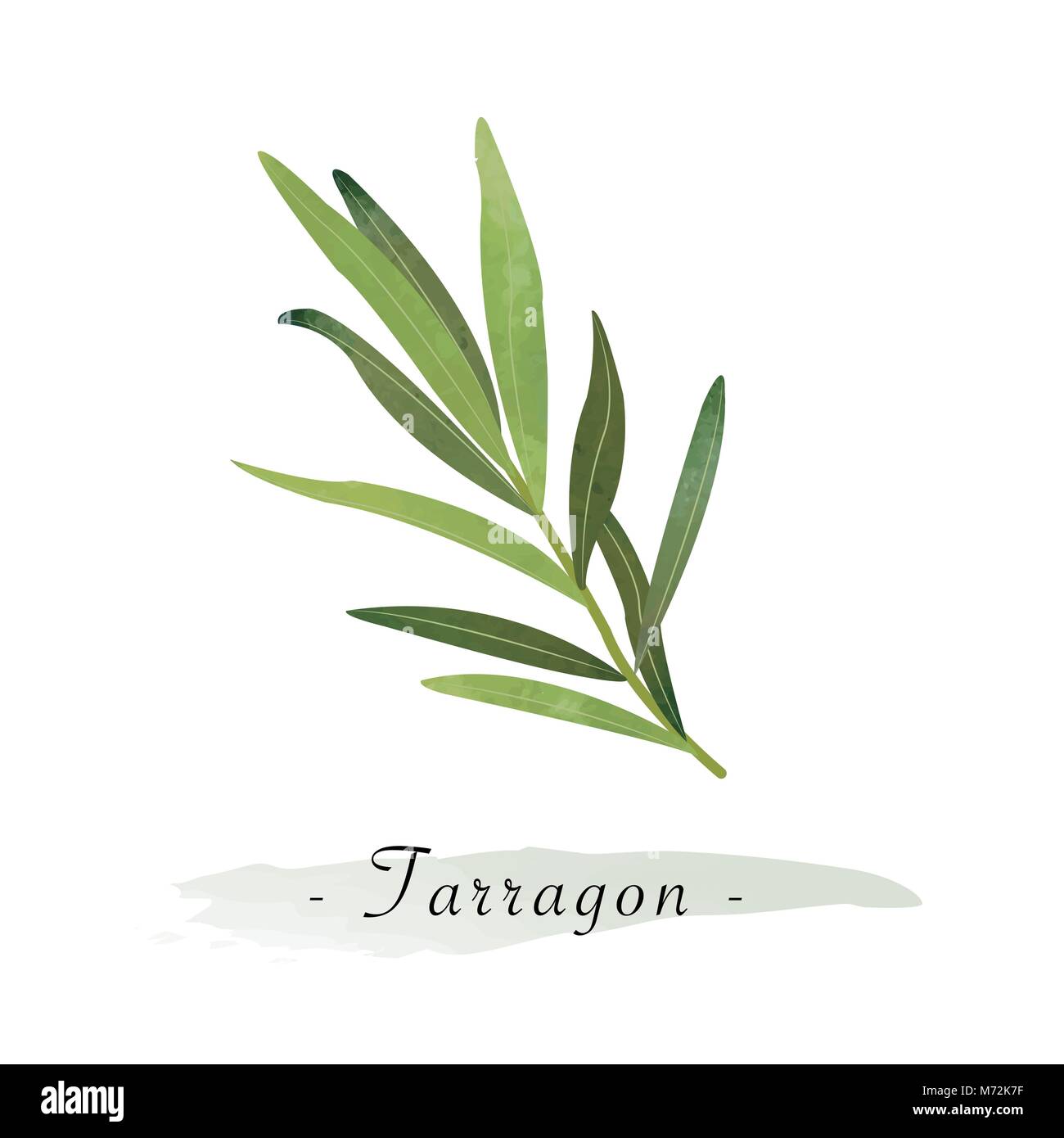 Tarragon vector vectors hi-res stock photography and images - Alamy