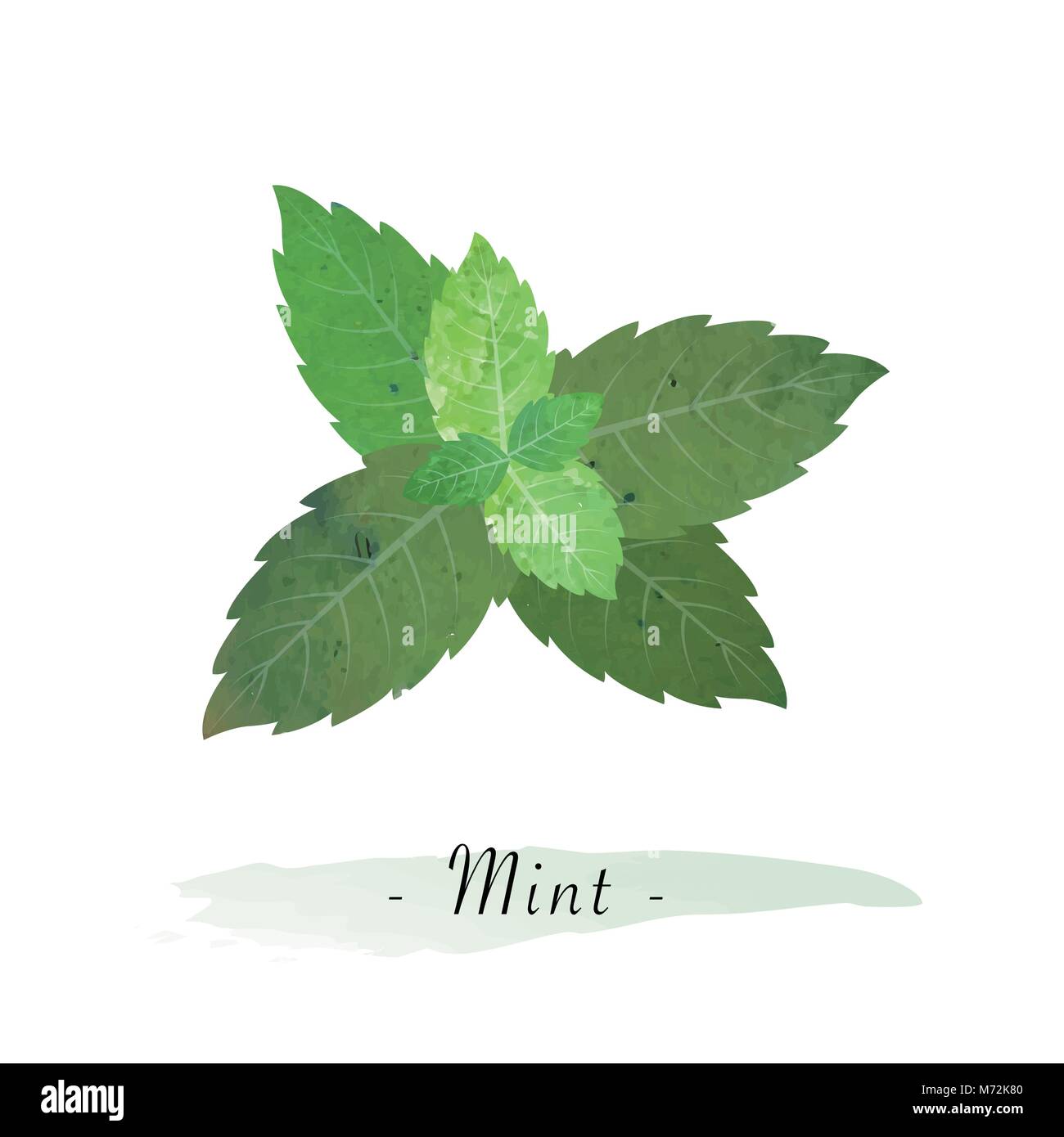 Colorful watercolor texture vector healthy vegetable mint Stock Vector ...