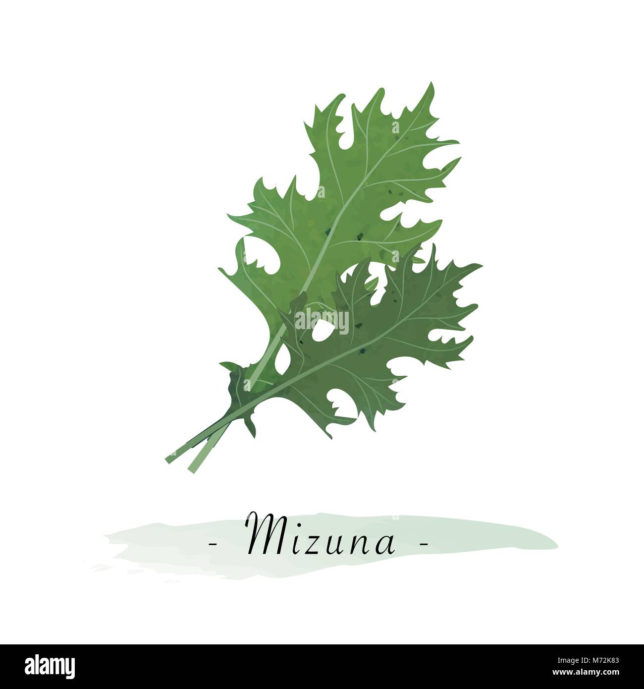Mizuna leaf Stock Vector Images - Alamy