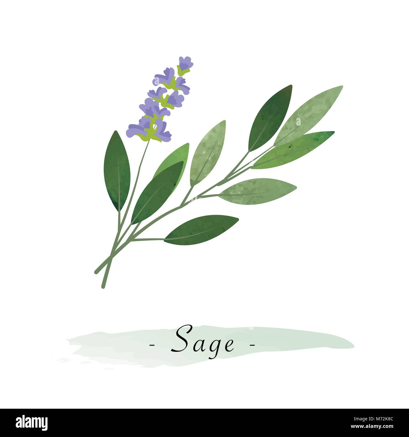 Colorful watercolor texture vector healthy vegetable sage Stock Vector ...