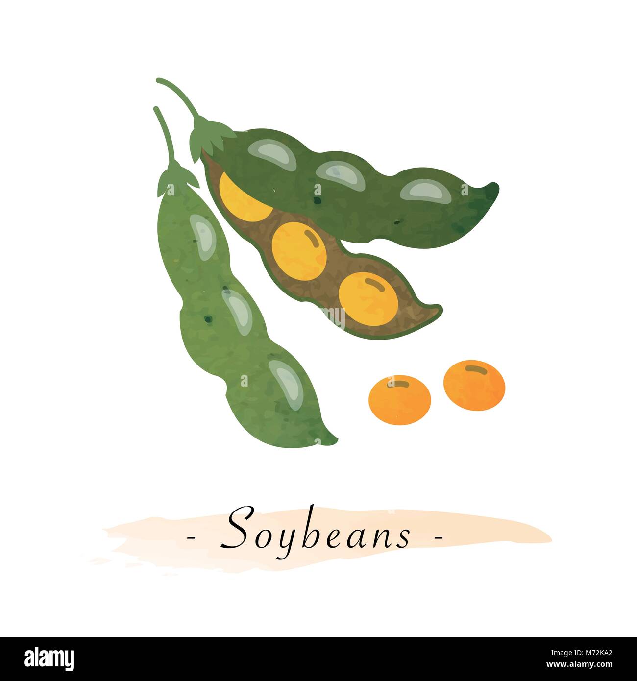 Colorful watercolor texture vector healthy vegetable soybean Stock ...