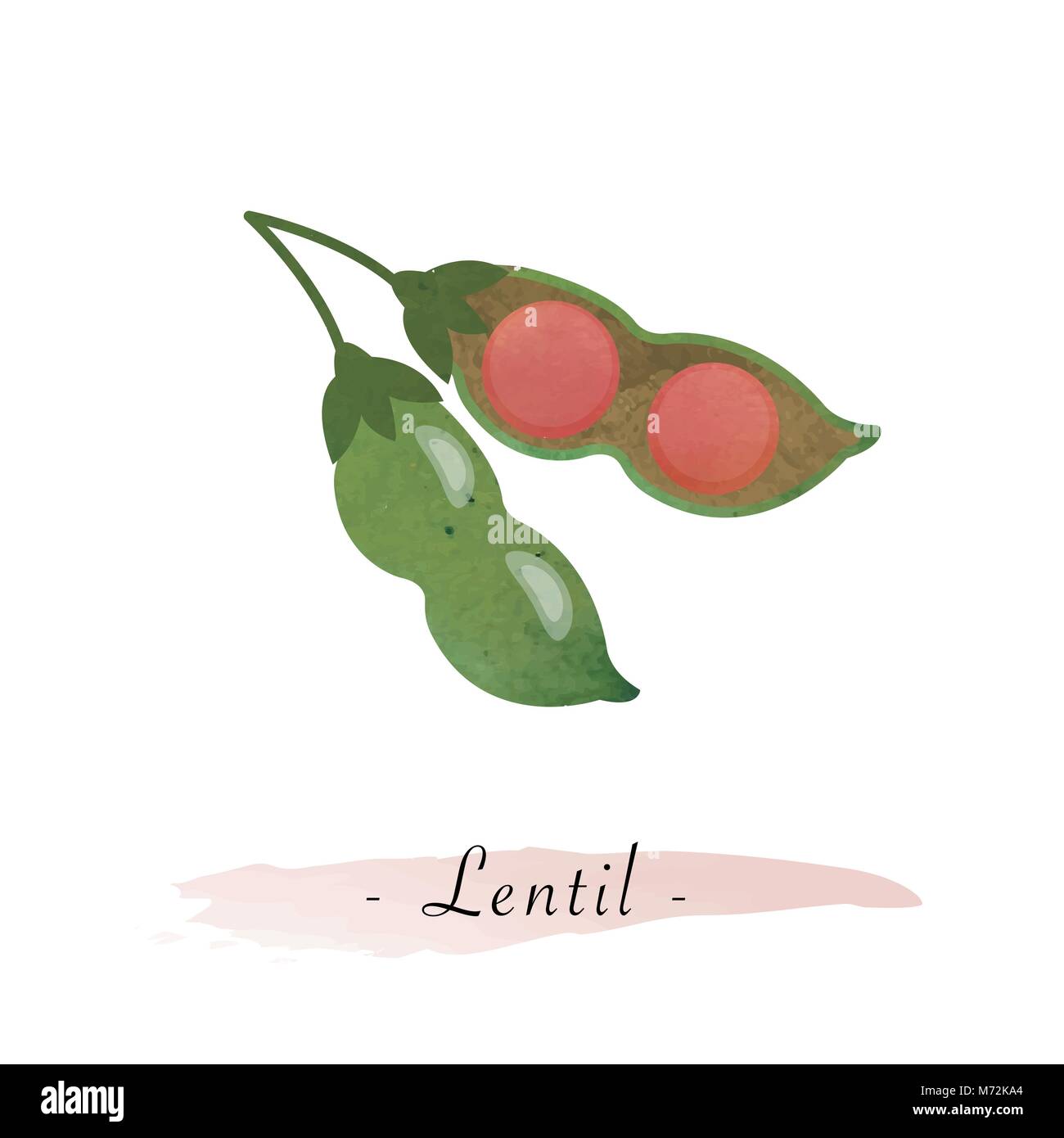 Colorful watercolor texture vector healthy vegetable lentil Stock ...