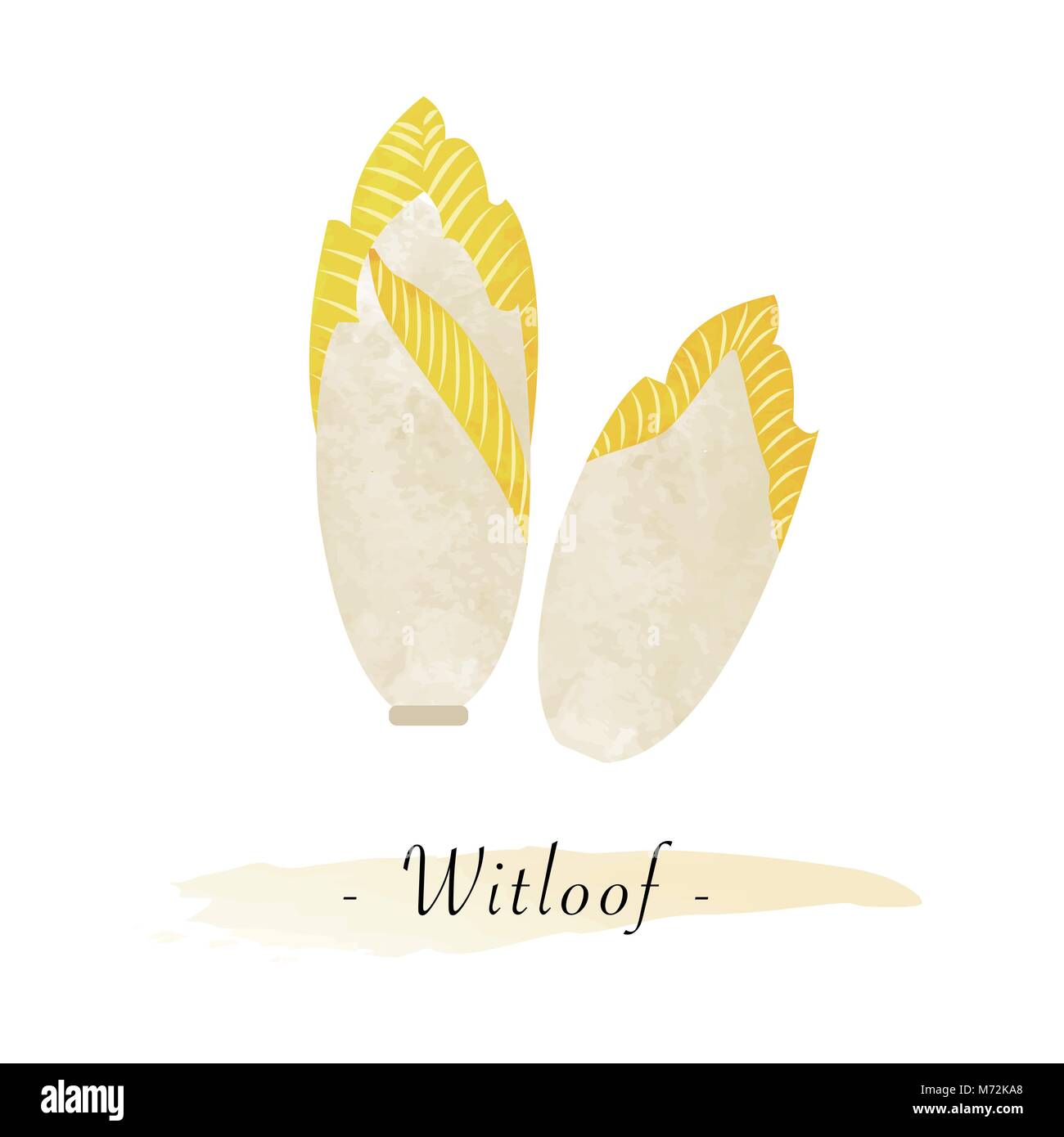 Vegetable witloof Stock Vector Images - Alamy