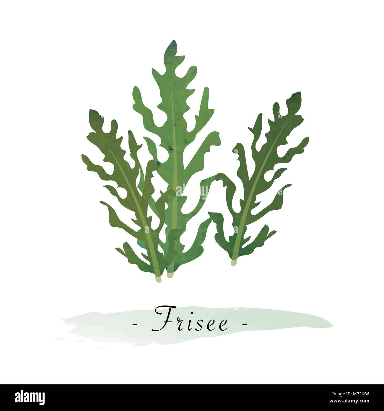 Frisee Stock Vector Images - Alamy