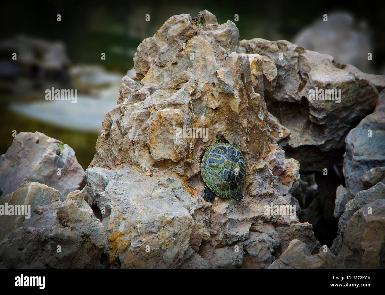 Little baby green turtle trying to climb on a rock Stock Photo - Alamy
