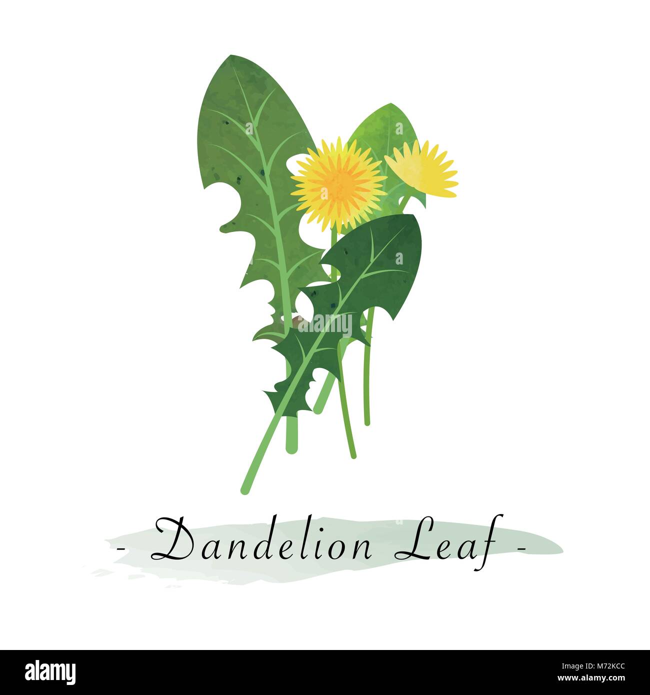 Colorful watercolor texture vector healthy vegetable dandelion leaf ...