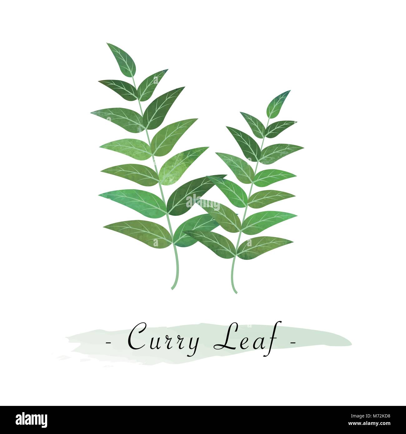 Colorful watercolor texture vector healthy vegetable curry leaf Stock ...