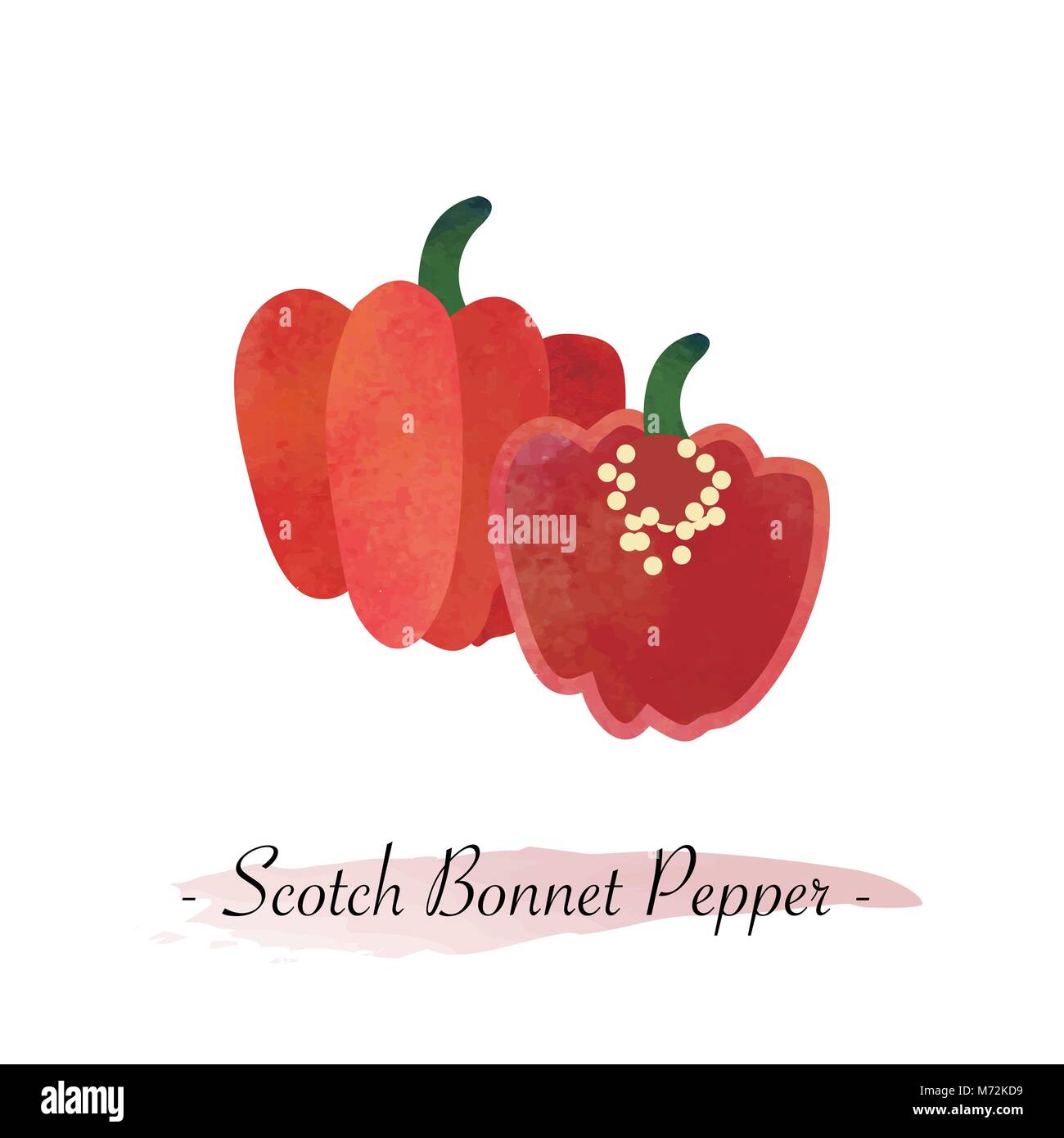 Colorful watercolor texture vector healthy vegetable red Scotch bonnet ...