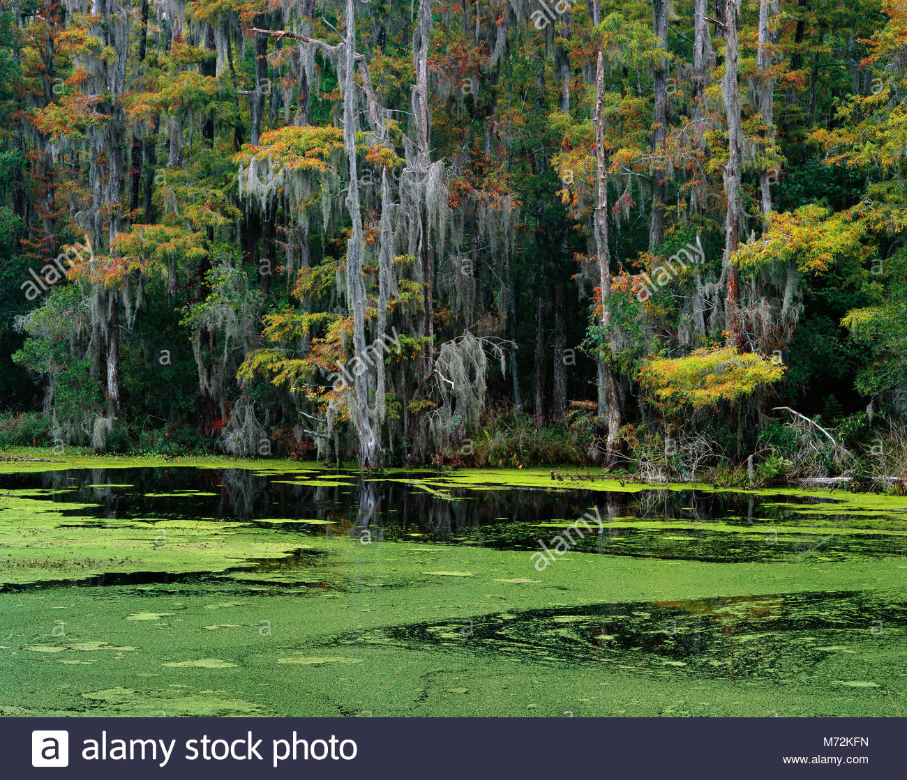 Coastal Swamps High Resolution Stock Photography and Images - Alamy