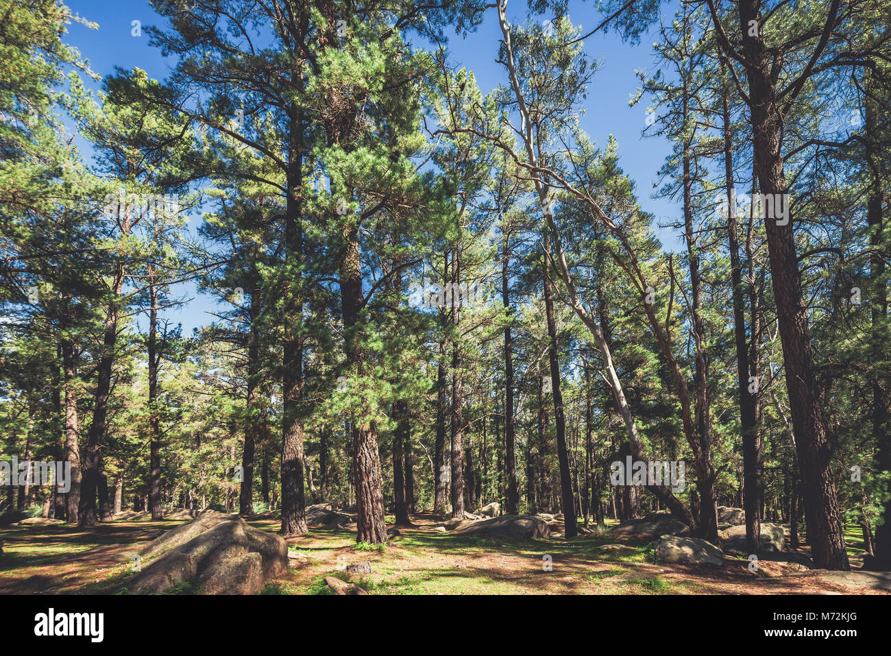 Mount Crawford Forest Reserve on a day, South Australia Stock Photo - Alamy