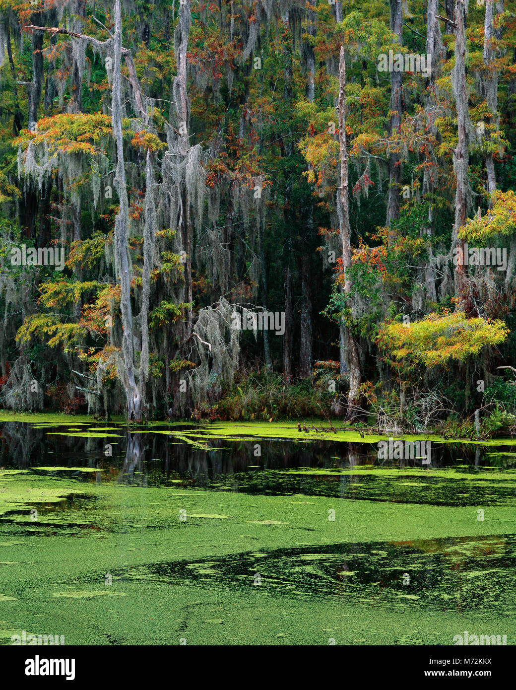 Nature conservancy santee coastal reserve hi-res stock photography and ...
