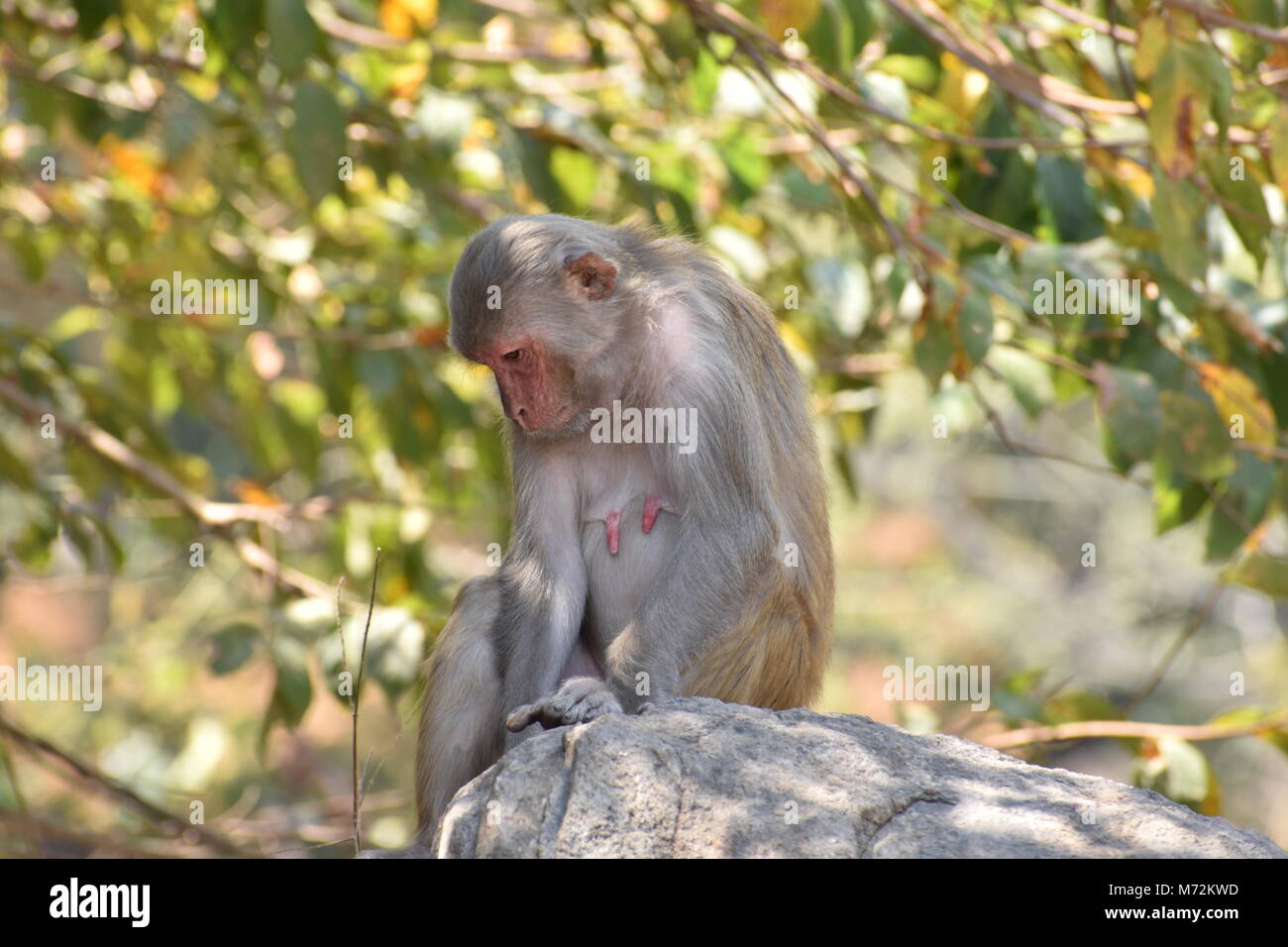 A female monkey sitting under a tree on big stone with cool mood ...