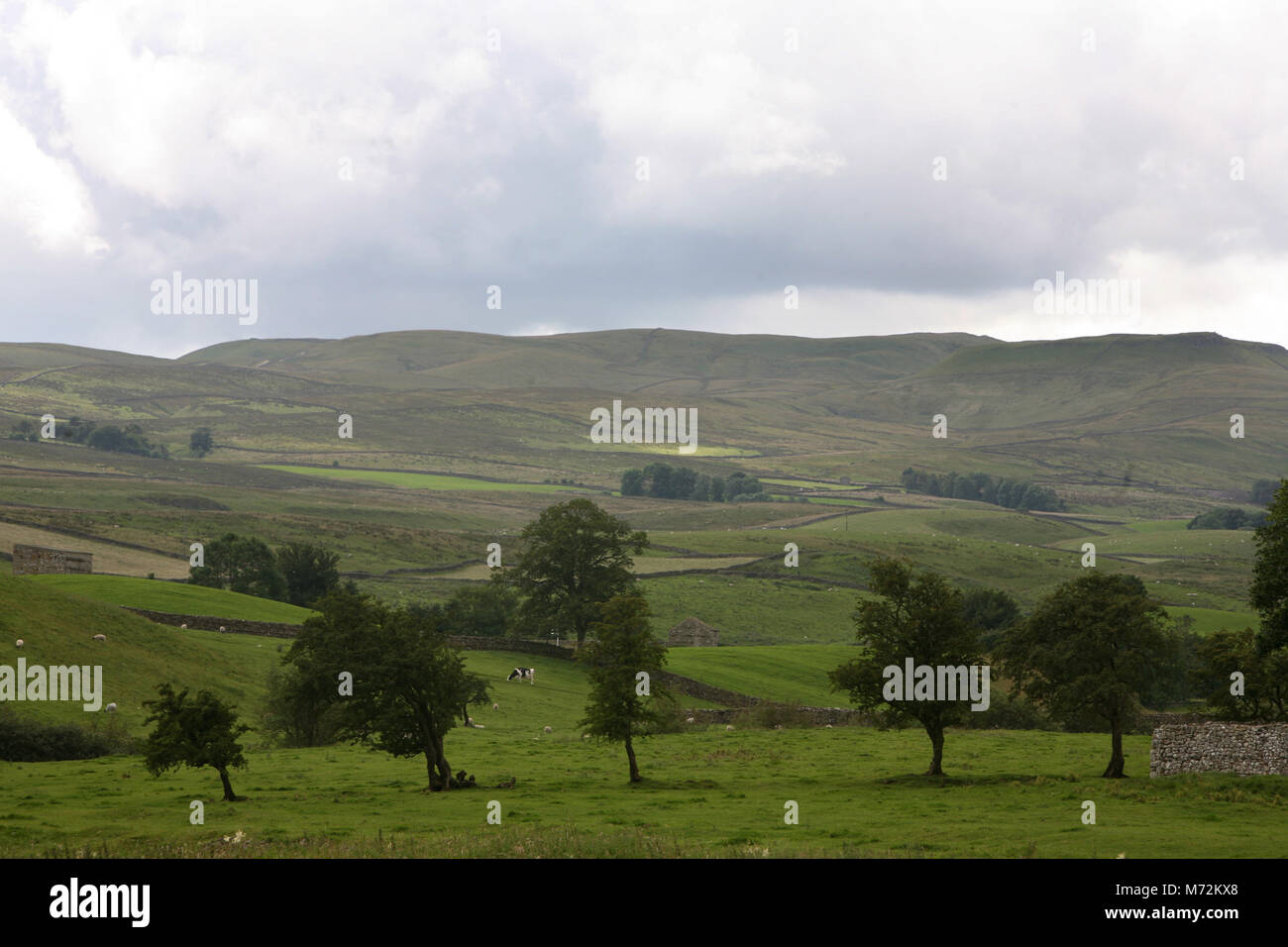 Tour de yorkshire sheep hi-res stock photography and images - Alamy