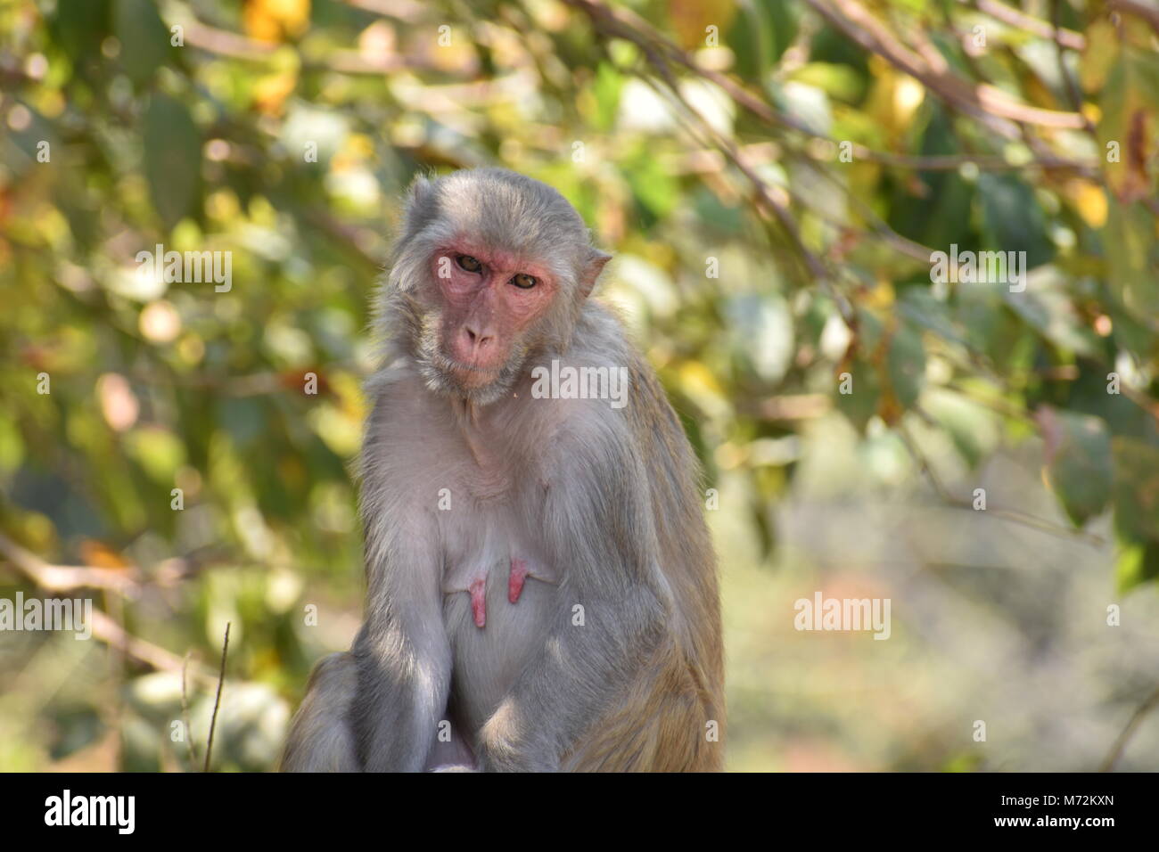 A female monkey sitting under a tree on big stone with cool mood ...