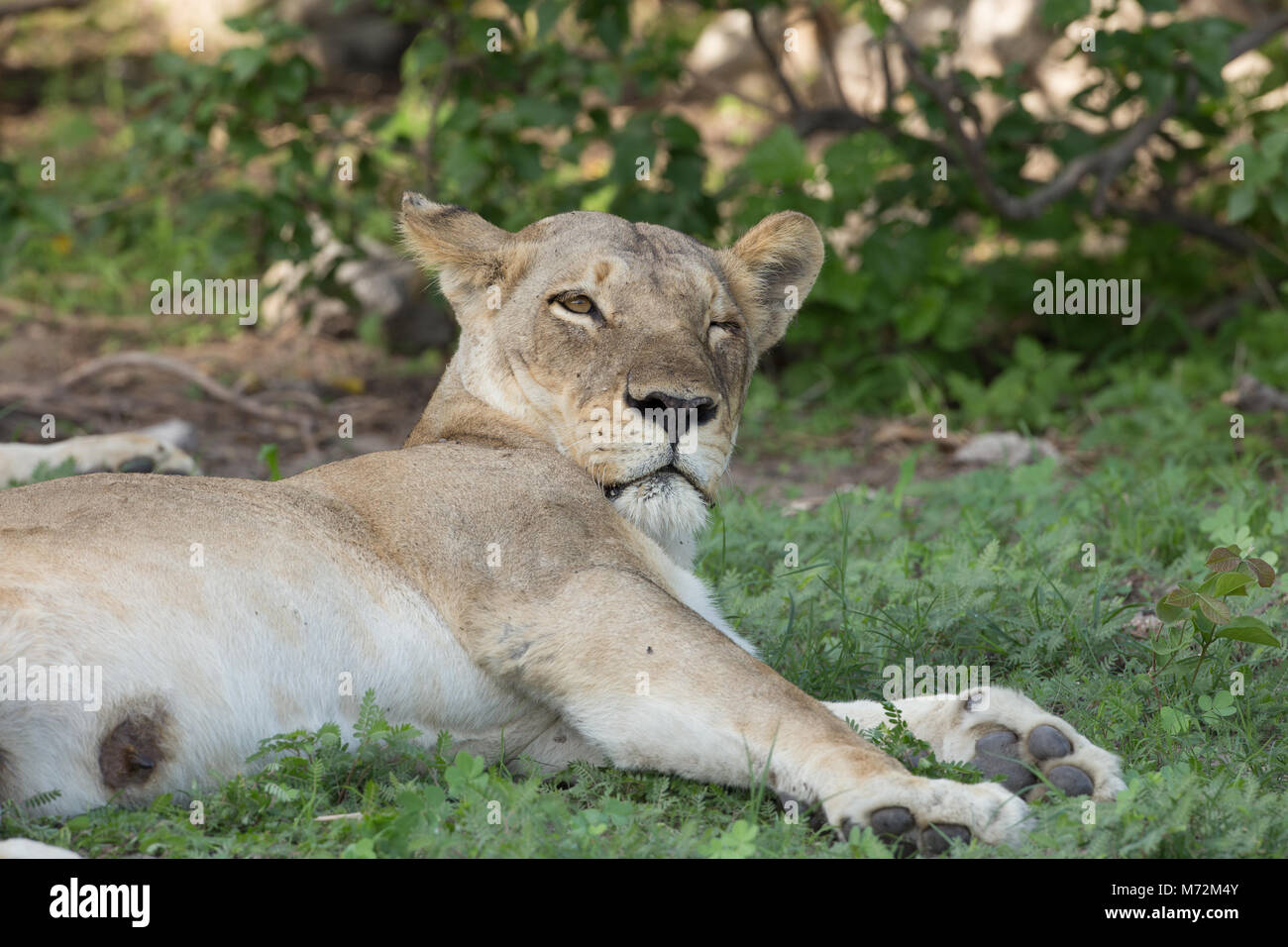 Generalist hypercarnivore hi-res stock photography and images - Alamy