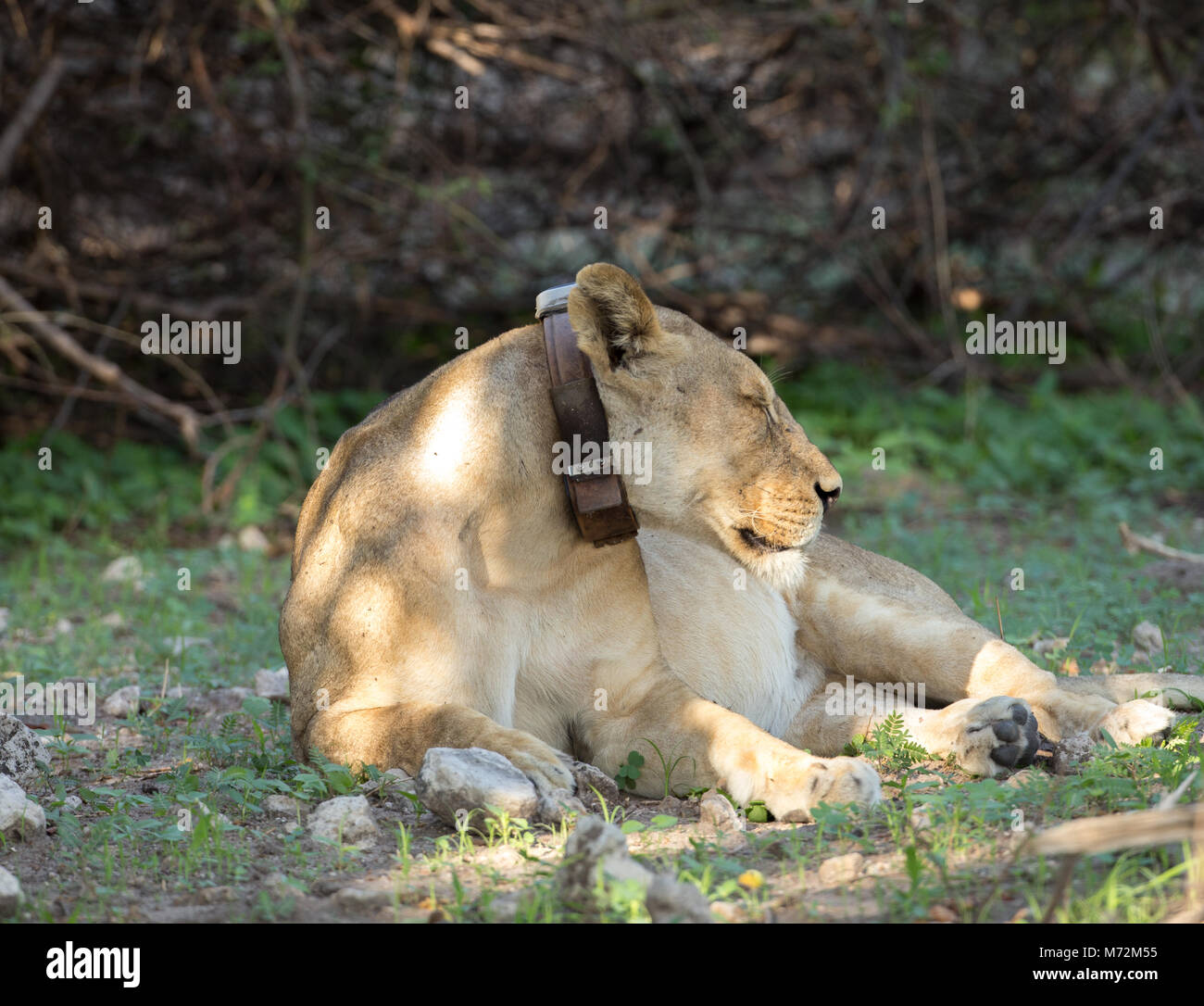 Collared lion hi-res stock photography and images - Alamy