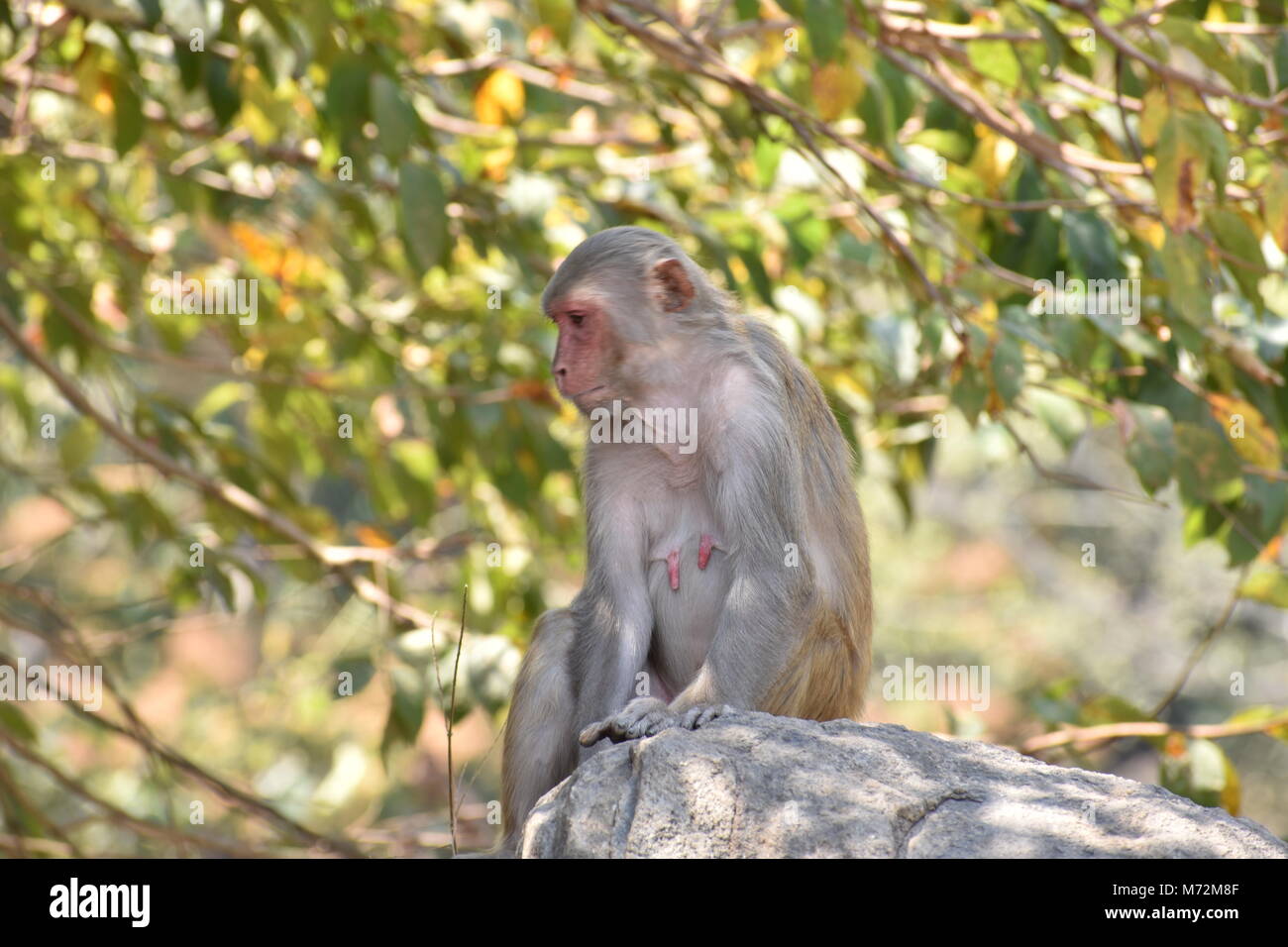 A female monkey sitting under a tree on big stone with cool mood ...
