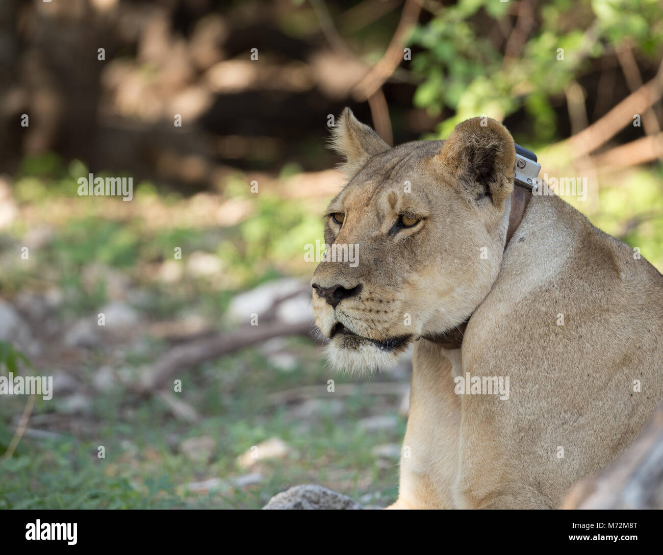 Collared lion hi-res stock photography and images - Alamy