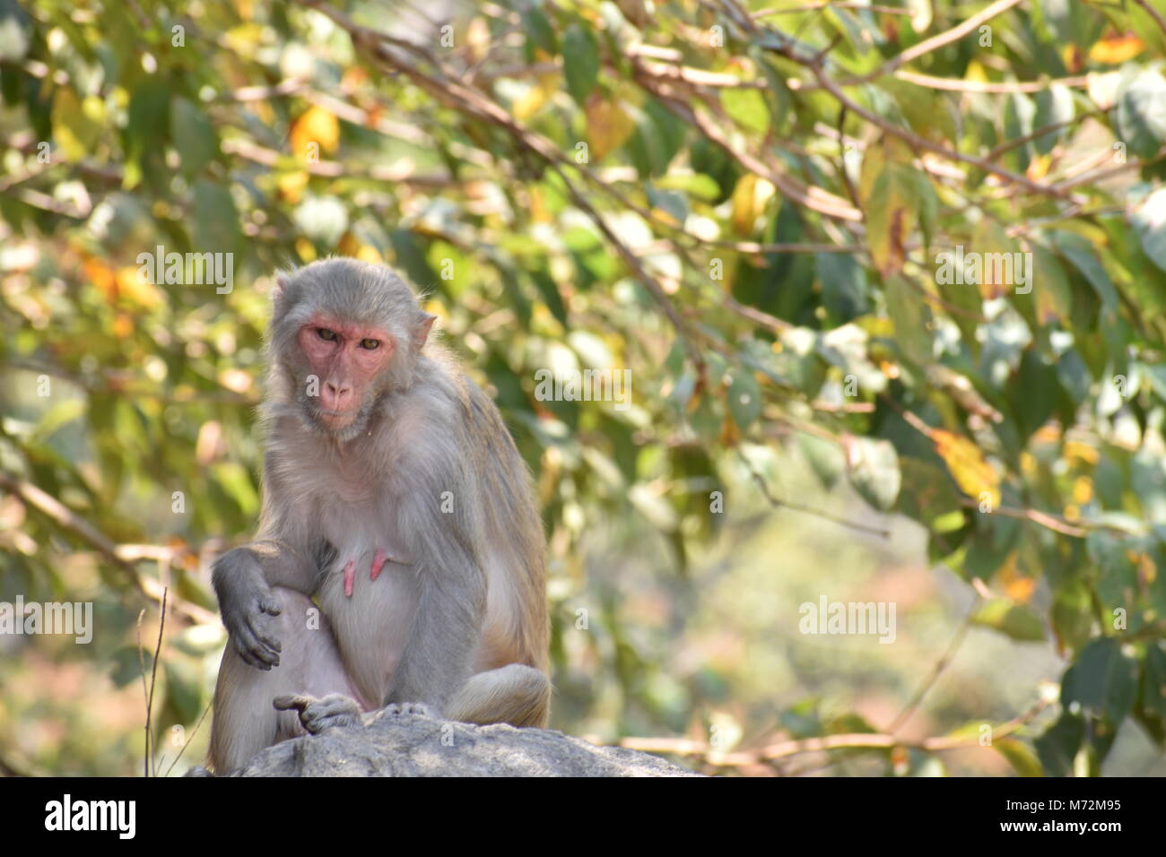 A female monkey sitting under a tree on big stone with cool mood ...