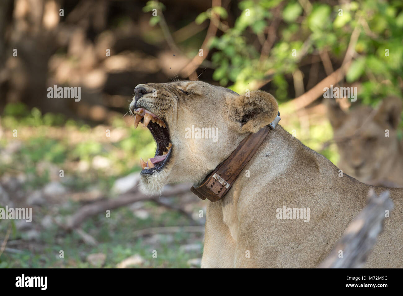 Lion with collar hi-res stock photography and images - Alamy