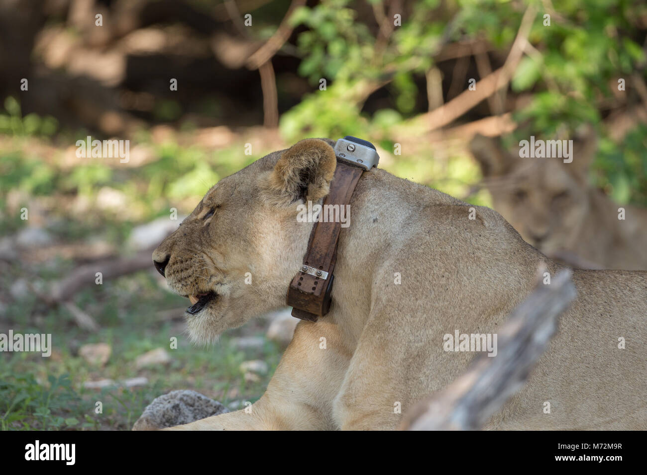 Radio collared lion hi-res stock photography and images - Alamy