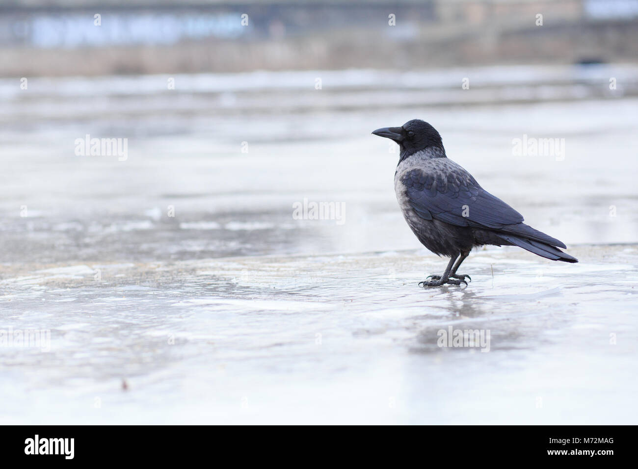 Animal bird snow ice food feeding eating hi-res stock photography and ...