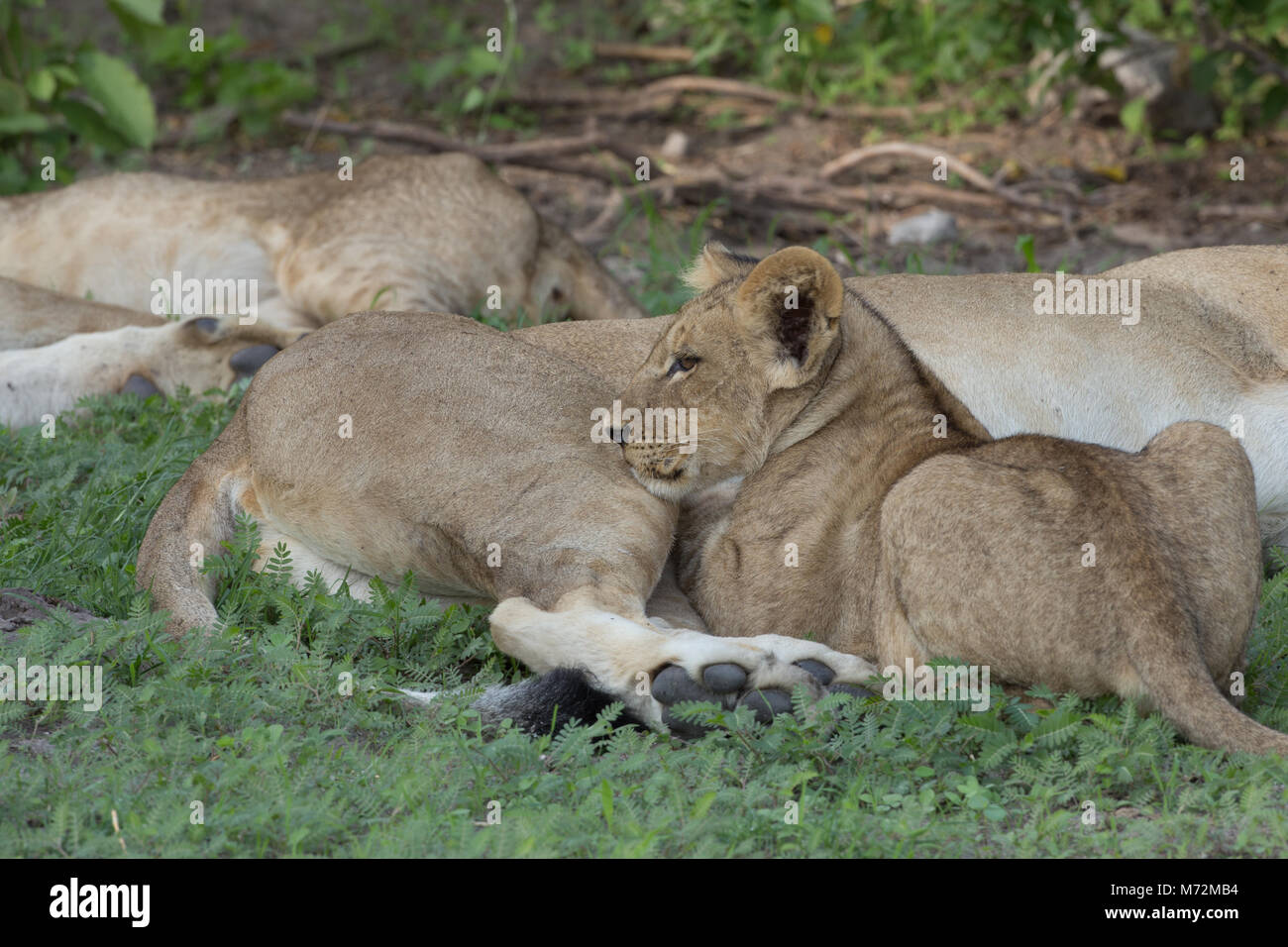 Lioness nursing hi-res stock photography and images - Alamy
