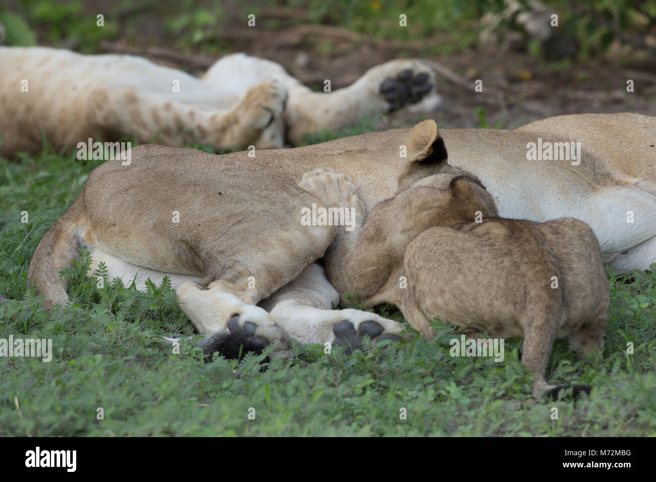 Lion cub suckling hi-res stock photography and images - Alamy