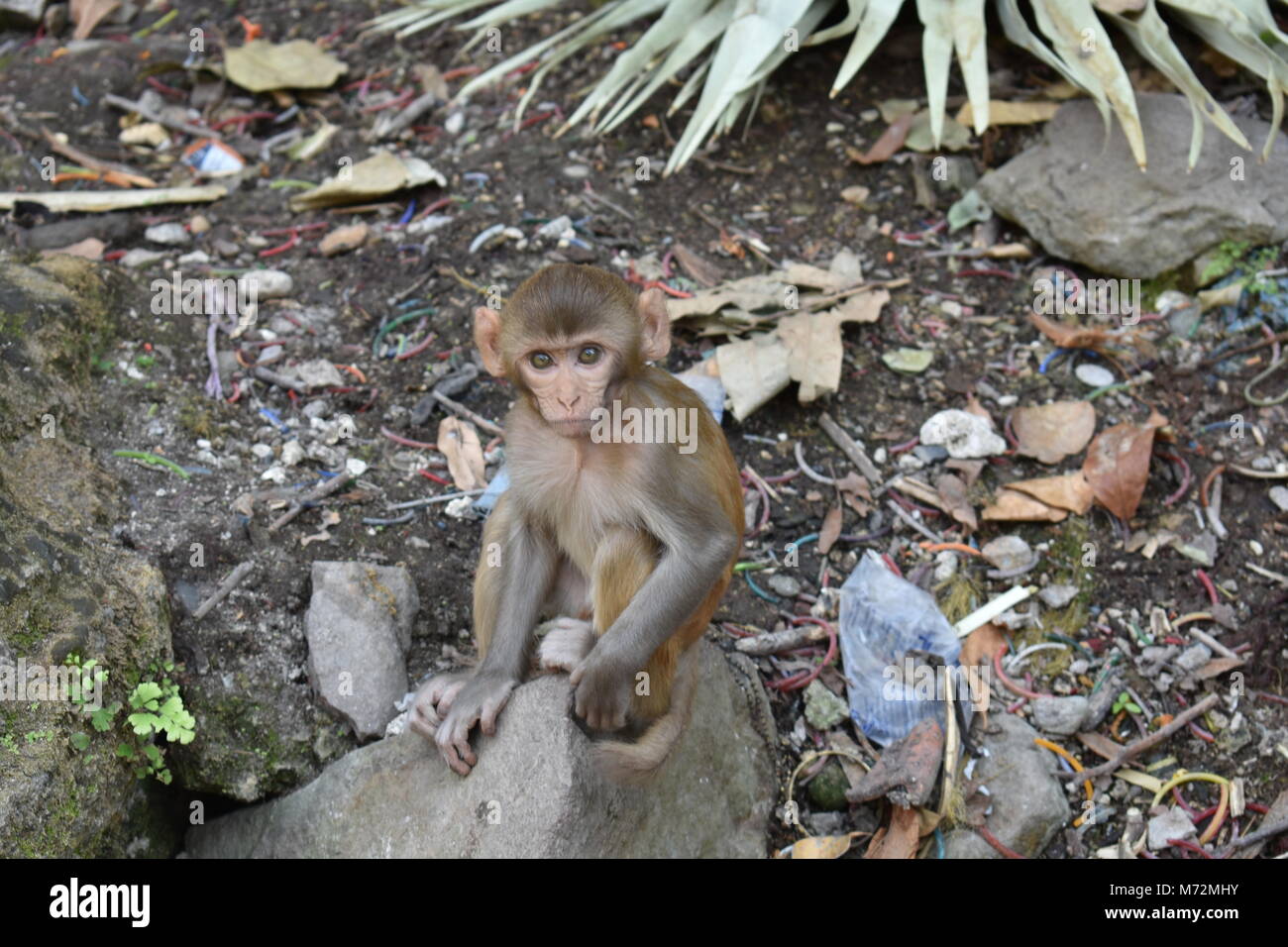 Monkey kid hi-res stock photography and images - Alamy