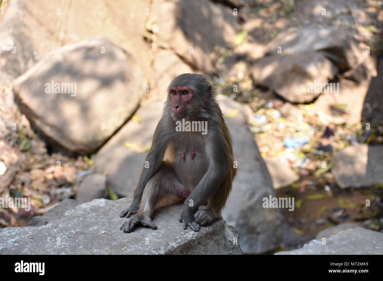 Good monkey hi-res stock photography and images - Alamy