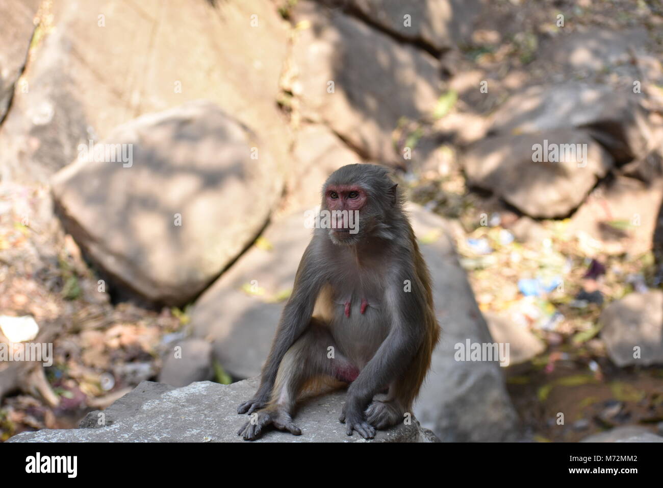Monkey looking back hi-res stock photography and images - Alamy