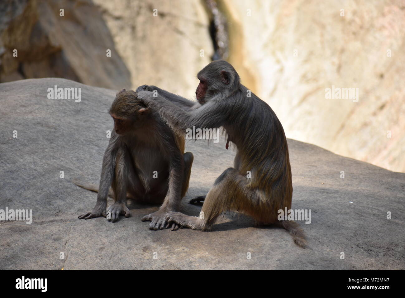 A monkey cleaning head of another monkey looking awesome picture Stock ...