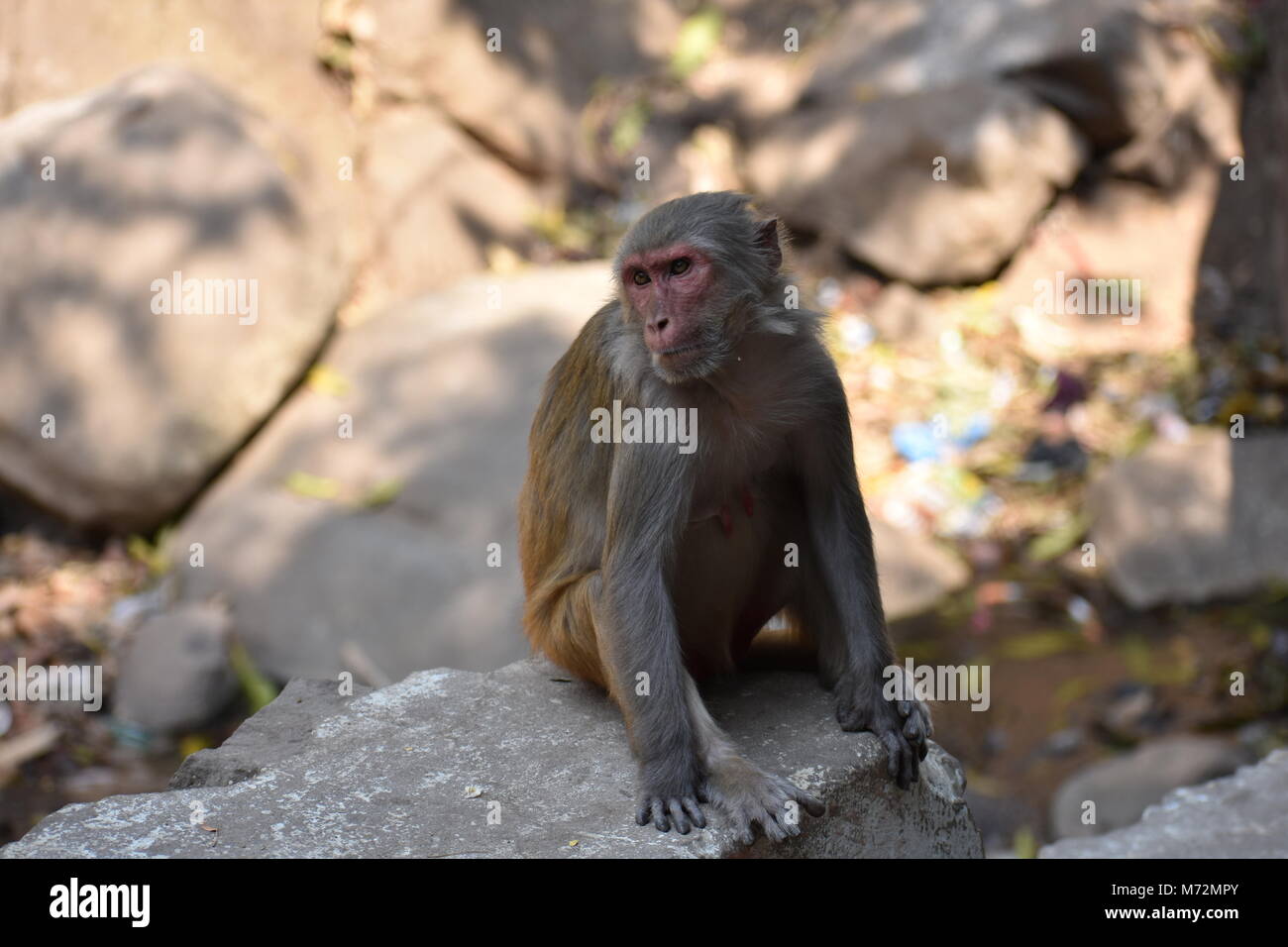 awesome view of a monkey sitting on a stone looking good Stock Photo ...