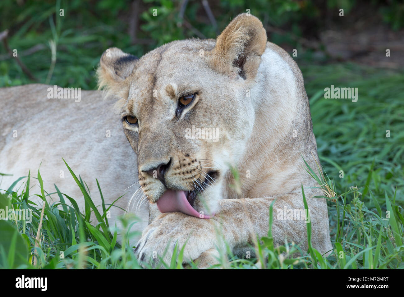Lion lioness grooming hi-res stock photography and images - Alamy