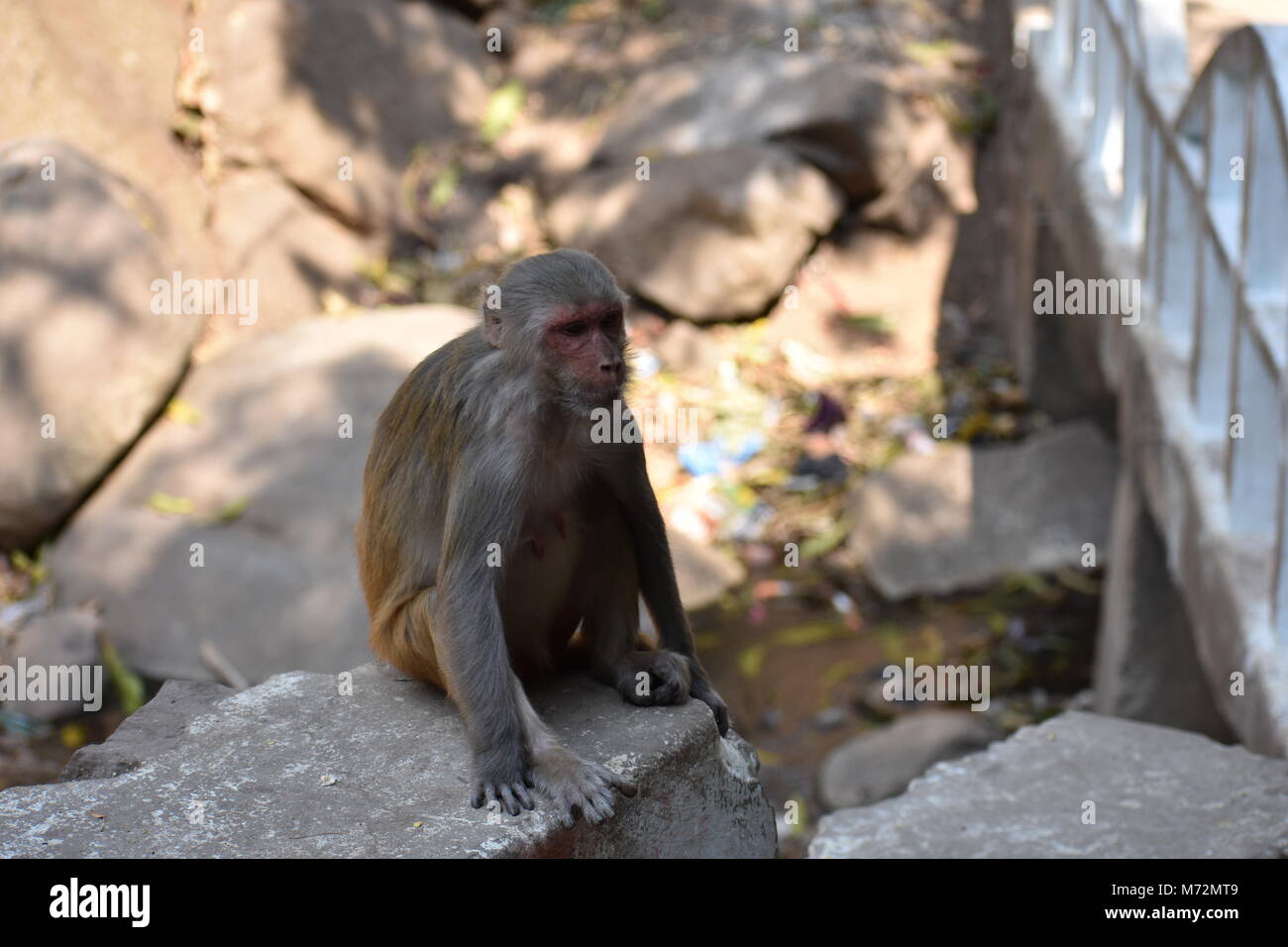 Monkey looking back hi-res stock photography and images - Alamy