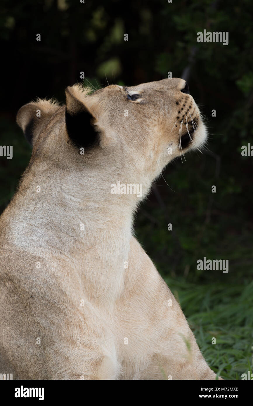 Hypercarnivore carnivore hi-res stock photography and images - Alamy