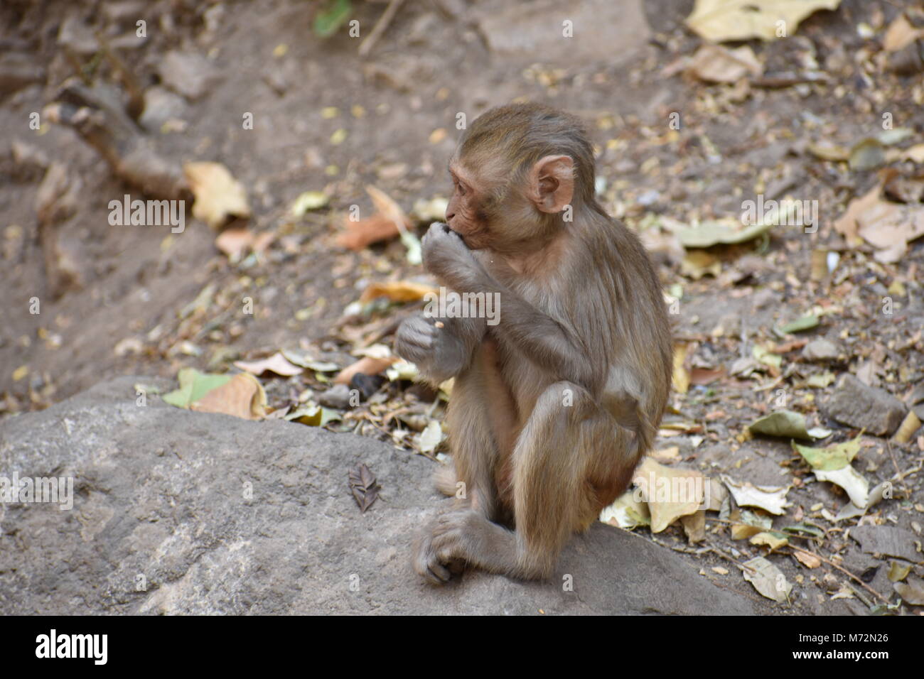 Indian family food above hi-res stock photography and images - Alamy