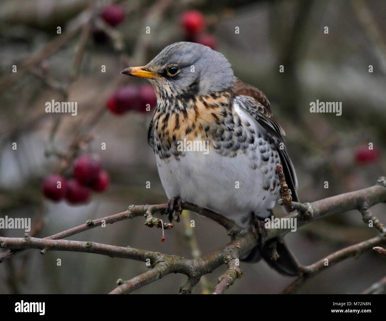Thrushes fieldfare hi-res stock photography and images - Alamy